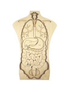 Puzzle Le corps humain - Puzzle Stuka Puka | Le corps humain ...