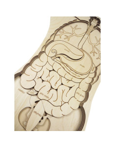 Puzzle Le corps humain - Puzzle Stuka Puka | Le corps humain ...